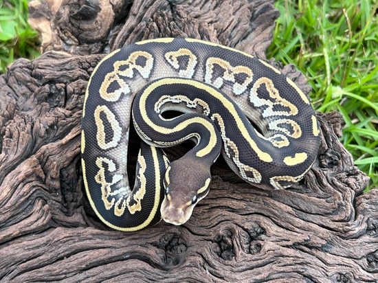 Black Magic 100% Het Albino Ball Python by Cypress Grove Reptiles