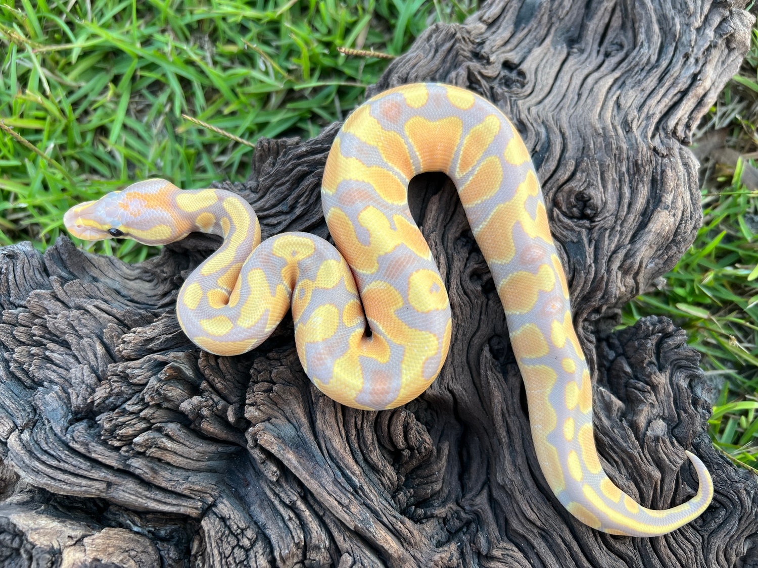 Banana 100% Het Albino Ball Python by Cypress Grove Reptiles - MorphMarket