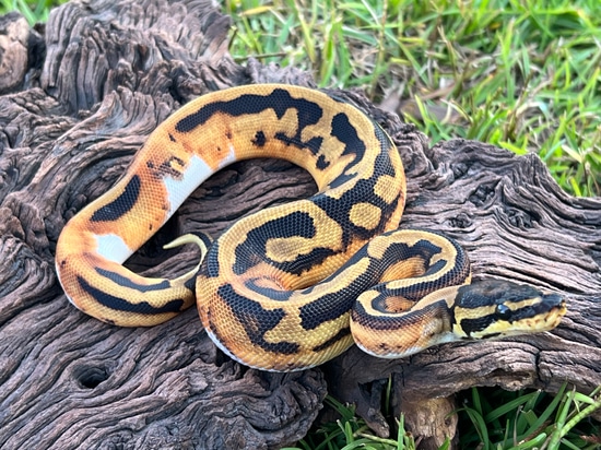 Leopard Yellow Belly Pied Ball Python by Cypress Grove Reptiles