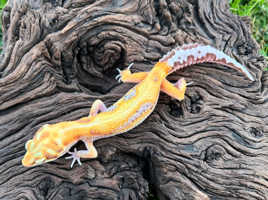Red Stripe Tangerine Bell Albino Leopard Gecko by Cypress Grove Reptiles