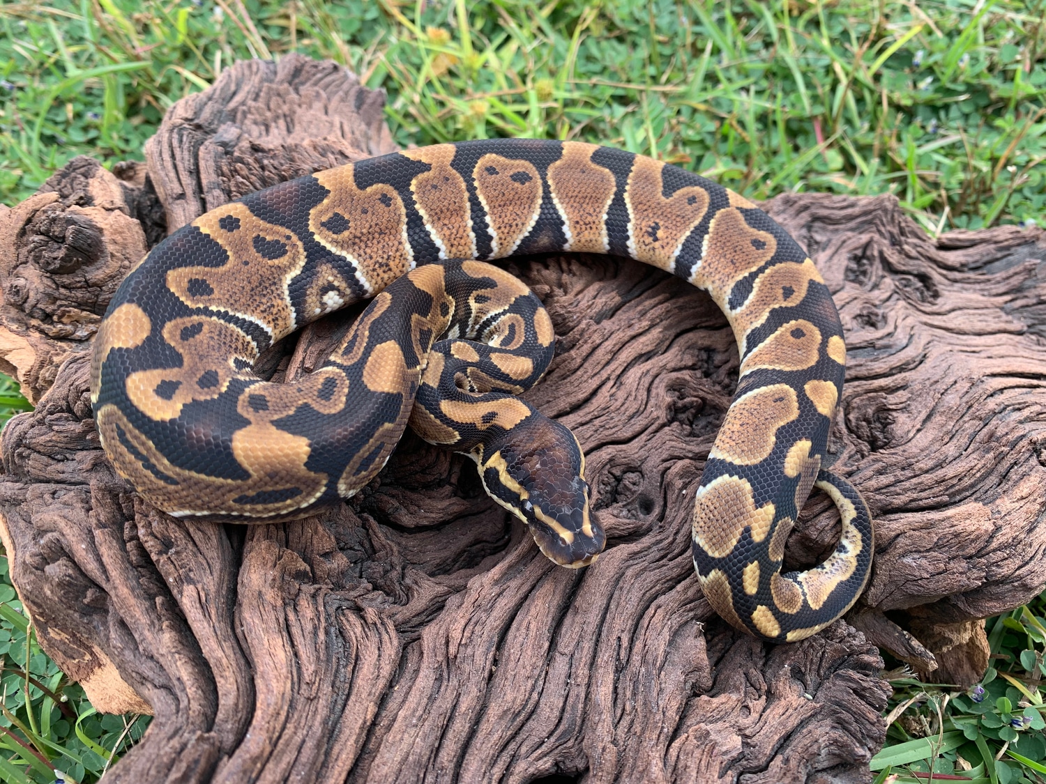 Normal 100% Het Albino Ball Python by Cypress Grove Reptiles - MorphMarket