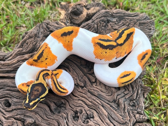 Orange Dream Yellow Belly Pied Ball Python by Cypress Grove Reptiles