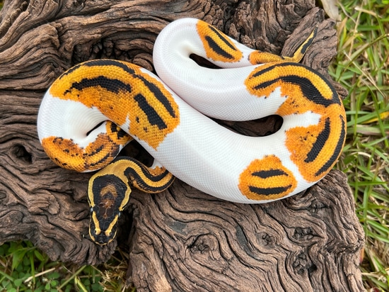 Orange Dream Yellow Belly Pied Ball Python by Cypress Grove Reptiles