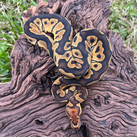 Cinnamon Clown Ball Python by Cypress Grove Reptiles