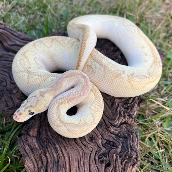 Pastel Butter Enchi Clown Ball Python by Cypress Grove Reptiles