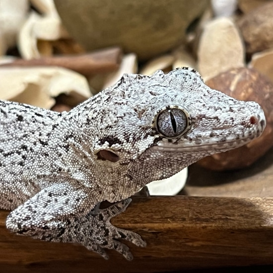 White & Black Retic Gargoyle Gecko by Cypress Grove Reptiles