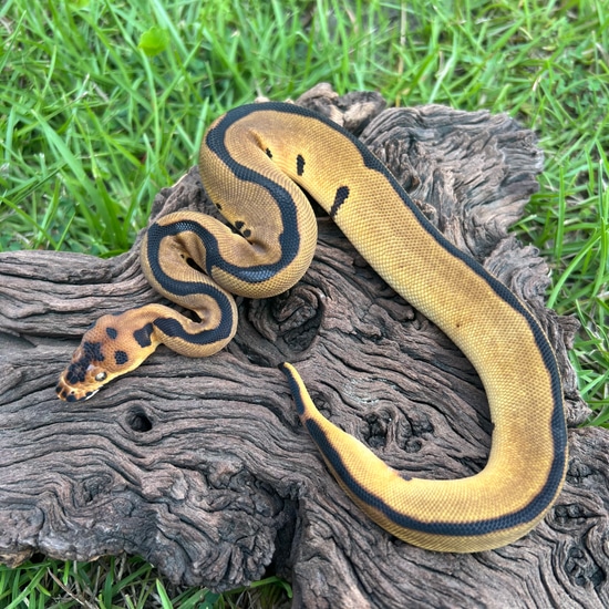 Leopard Blade Clown Ball Python by Cypress Grove Reptiles