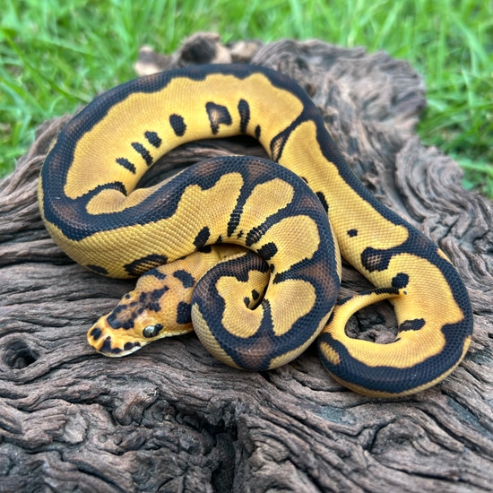 Leopard Clown Ball Python by Cypress Grove Reptiles