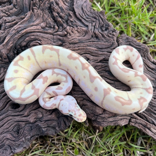Banana Bumblebee 100% Het Clown Ball Python by Cypress Grove Reptiles