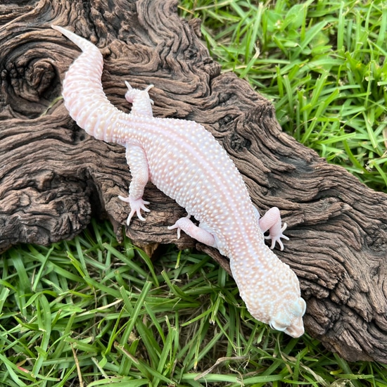 Giant Super Raptor Ph Diablo/MP Leopard Gecko by Cypress Grove Reptiles