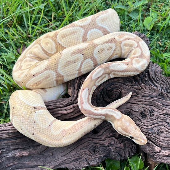 Banana Yellow Belly 100% Het Albino Ball Python by Cypress Grove Reptiles