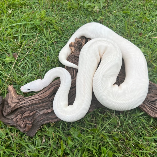 Lesser Mojave Blue Eyed Lucy Ball Python by Cypress Grove Reptiles
