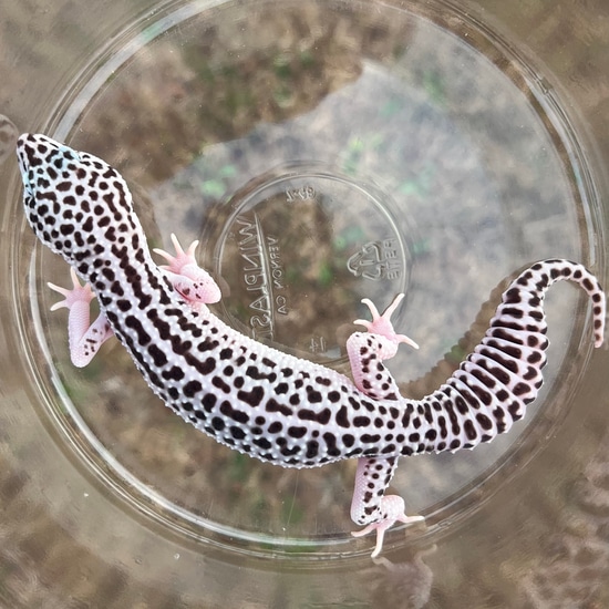 Super Mack Snow Leopard Gecko by Cypress Grove Reptiles