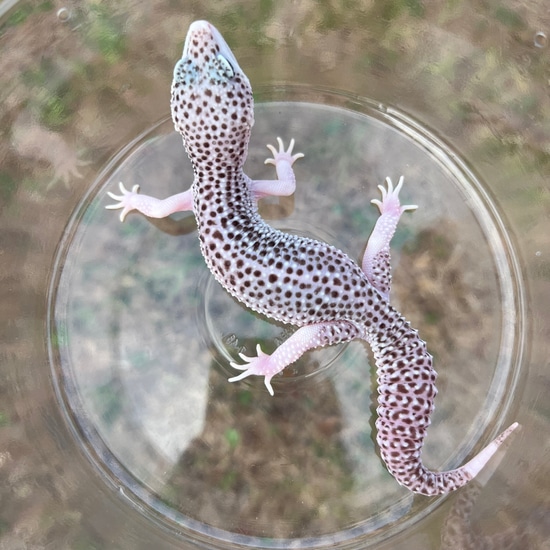 Pied Total Eclipse Leopard Gecko by Cypress Grove Reptiles