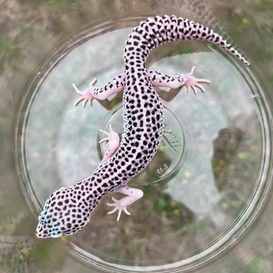 Super Mack Snow Het Eclipse Leopard Gecko by Cypress Grove Reptiles