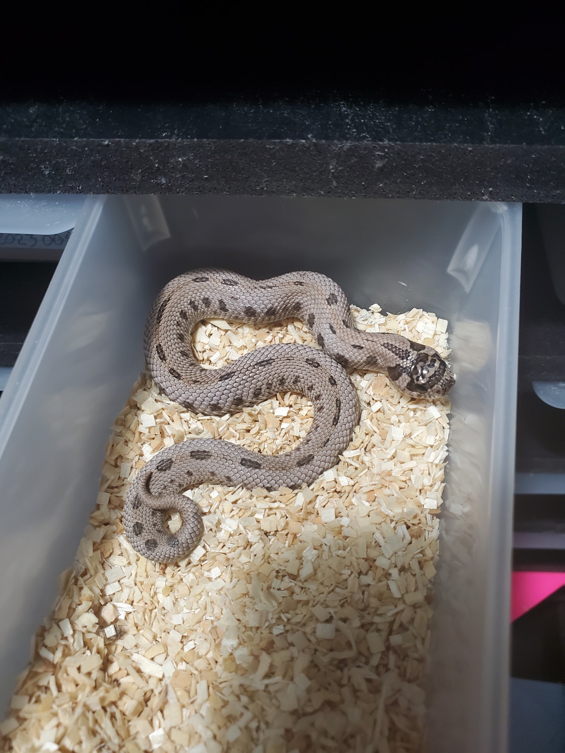 Super Arctic Anaconda Western Hognose by Cavemans Snakes - MorphMarket