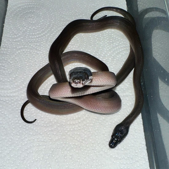 Southern Black White Lipped Pythons White-Lipped Python by CAW Exotics