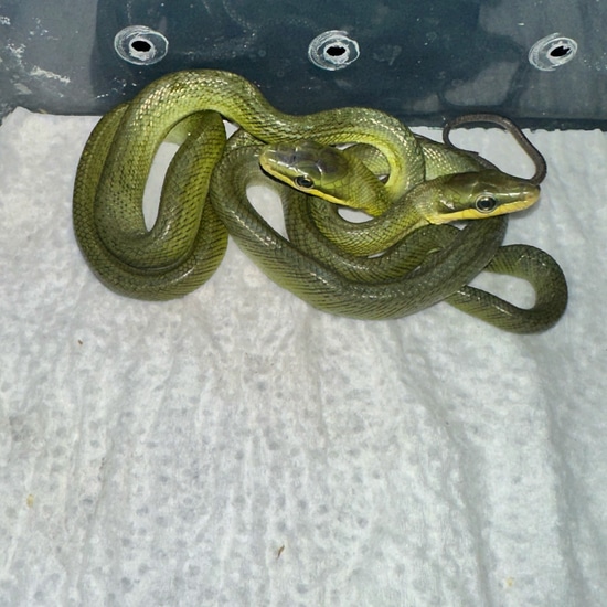 Redtail Green Red-Tailed Green Rat Snake by CAW Exotics