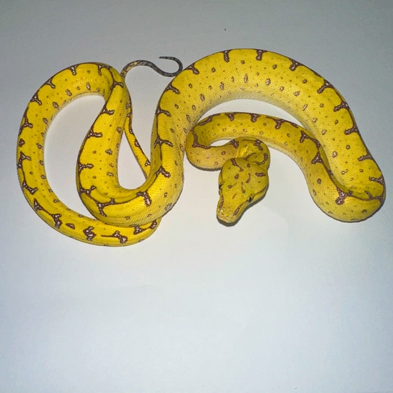 Green Tree Pythons (Manokwari) by CAW Exotics