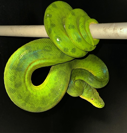 Anaconda Phase Emerald Tree Boa Northern Emerald Tree Boa by CAW Exotics