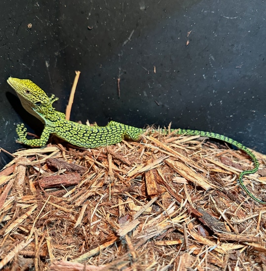 Biak Green Tree Monitors Biak Tree Monitor by CAW Exotics