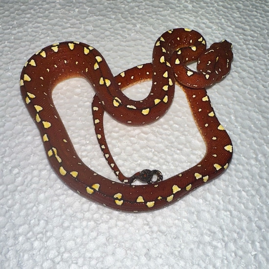 Biak Green Tree Python by CAW Exotics