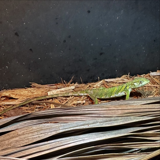 Suriname Monkey Anoles by CAW Exotics