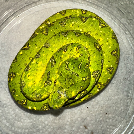 Biak Green Tree Python by CAW Exotics