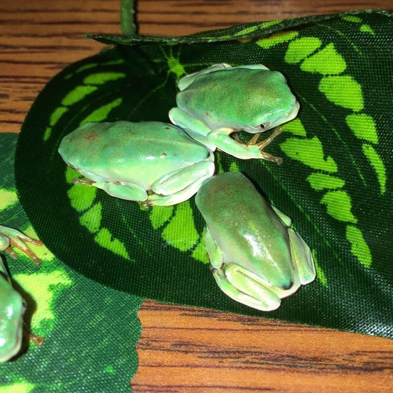 CB'24 Giant Waxy Monkey Tree Frogs by CAW Exotics