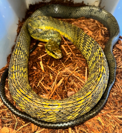 Amazon Puffing Snake More Colubrid by CAW Exotics