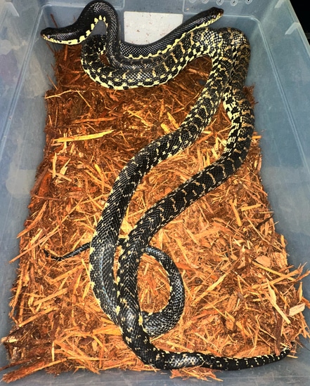 Madagascar Giant Hognose Snakes Malagasy Giant Hognose by CAW Exotics