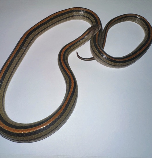 Red Striped Kukri Snake More Colubrid by CAW Exotics