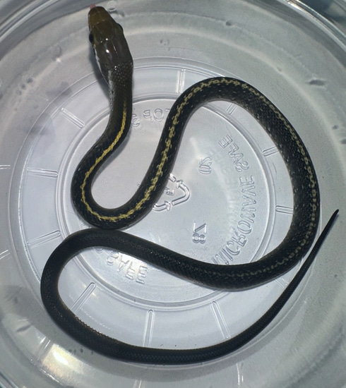 CH'24 Black Copper Ratsnakes Other Rat Snake by CAW Exotics