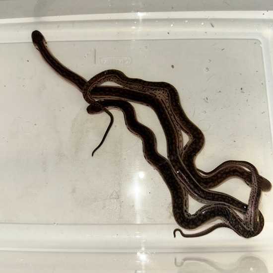 CB'24 Elephant Trunk Snakes More Colubrid by CAW Exotics