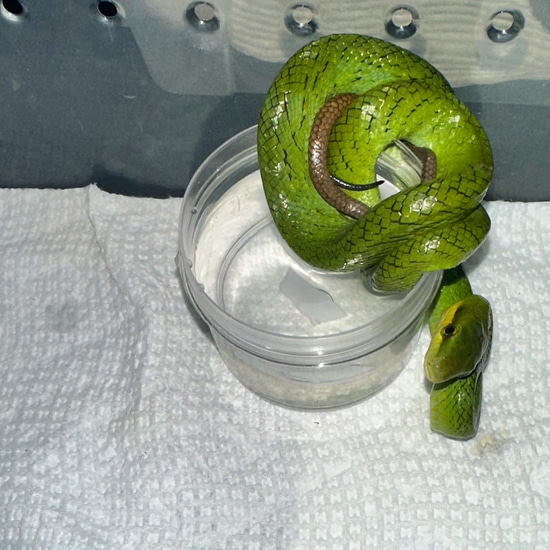 Redtail Green Ratsnakes (Babies!) Red-Tailed Green Rat Snake by CAW Exotics
