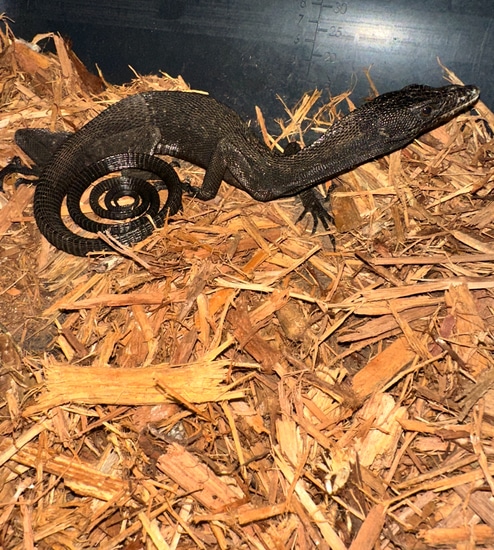 Black Tree Monitor by CAW Exotics