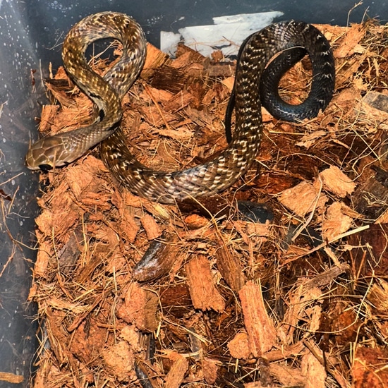 2024 Blacktail Cribo (Mottled) SALE! Cribo & Indigo Snakes by CAW Exotics