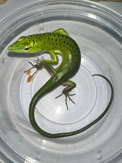 Selayar Island Green Tree Skinks More Skink by CAW Exotics