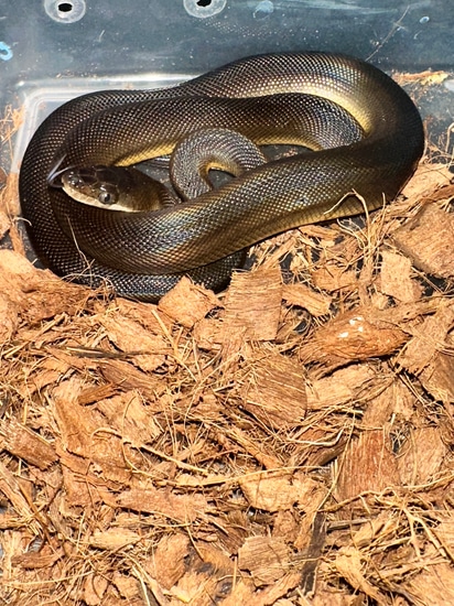 CB'24 Papuan Water Python by CAW Exotics