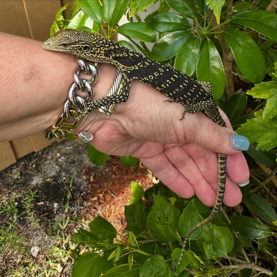 CB'24 Gold Spotted Tree Monitor Golden-Spotted Tree Monitor by CAW Exotics