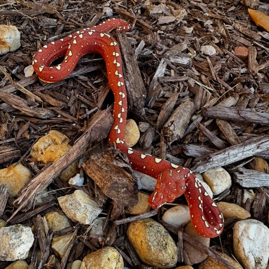 Green Tree Pythons (Biak) by CAW Exotics