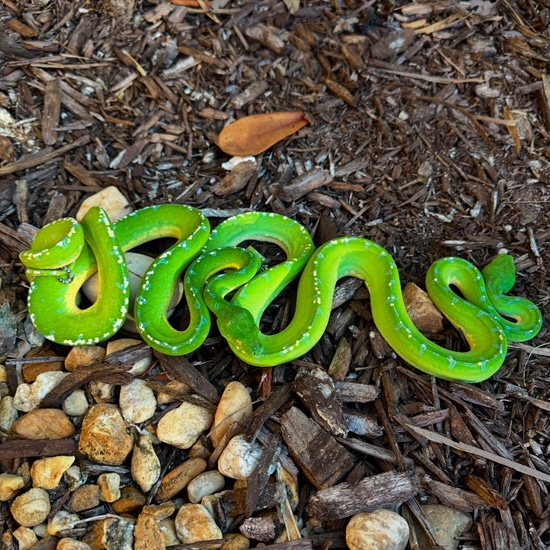 Sorong Green Tree Pythons by CAW Exotics