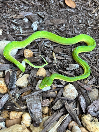 Cyclops Green Tree Python by CAW Exotics