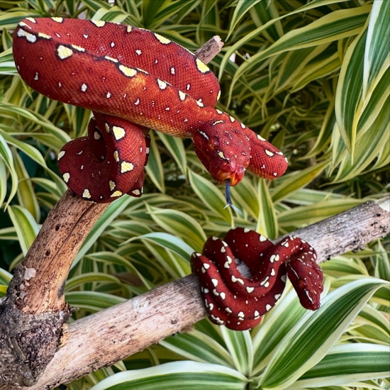 Green Tree Pythons (Biak) by CAW Exotics