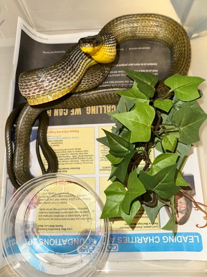 Neotropical Bird Snake More Colubrid by CAW Exotics