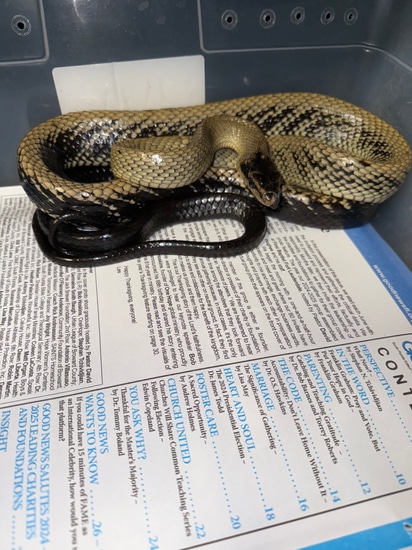 Sulawesi Blacktail Other Rat Snake by CAW Exotics