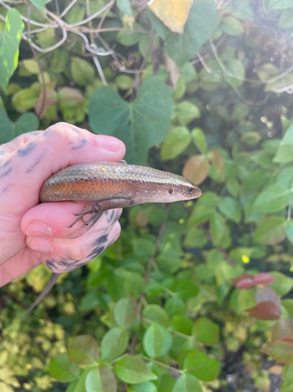 Indonesian Sun Skinks More Lizard by CAW Exotics