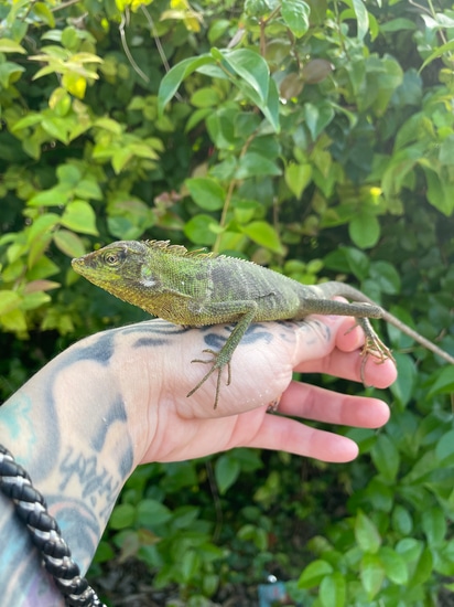 Maned Forest Dragons More Lizard by CAW Exotics