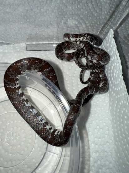 Cloudy Snail Eating Snake More Colubrid by CAW Exotics