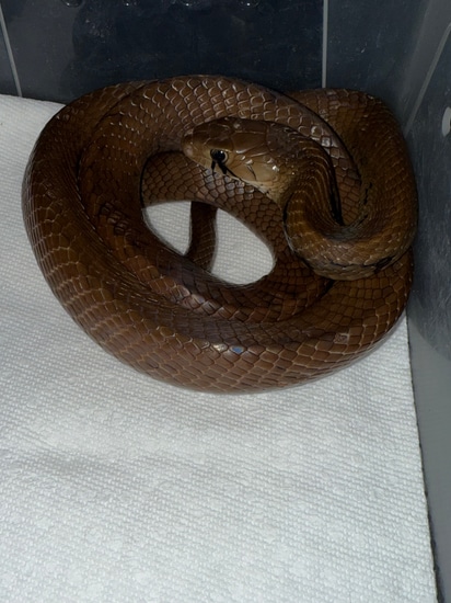 2024 Unicolor Cribo Cribo & Indigo Snakes by CAW Exotics